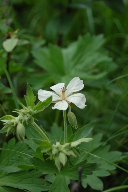 Sticky geranium (Geranium viscosissimum)
