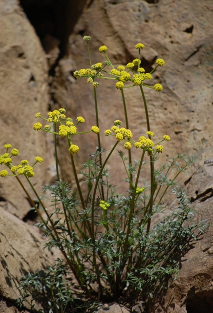 Cous lomatium (Lomatium cous)